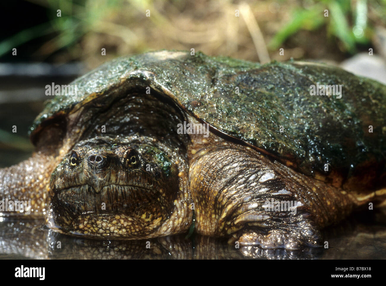 Snapping Turtle (Chelydra serpentina Stock Photo - Alamy