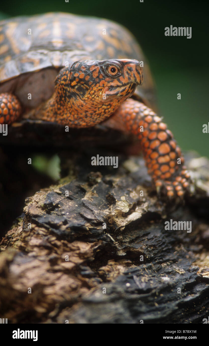 Eastern Box Turtle (Terrapene carolina carolina Stock Photo - Alamy