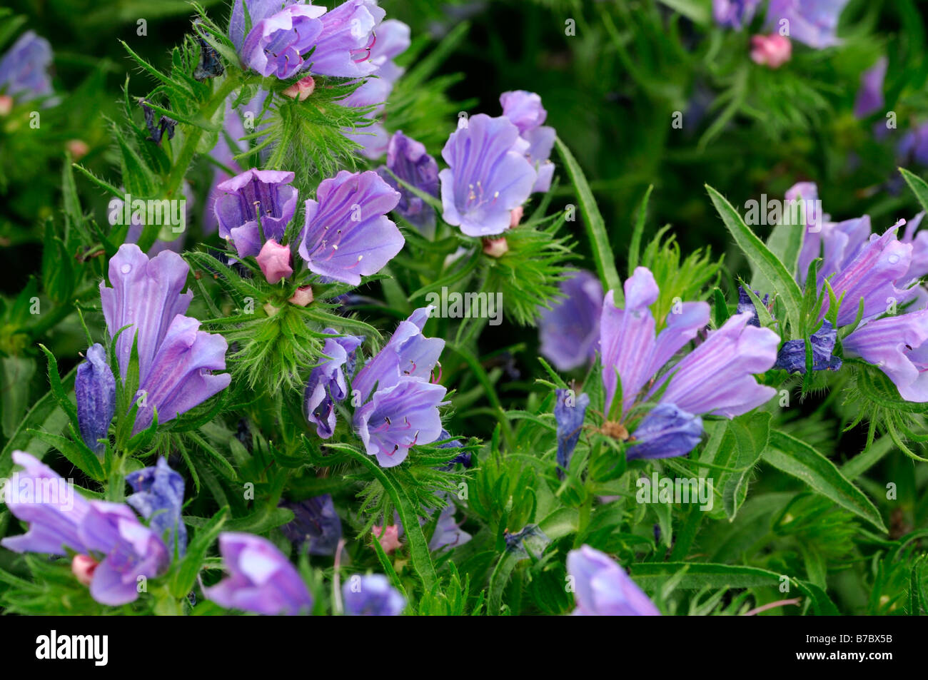 Echium vulgare blue bedder hi-res stock photography and images - Alamy