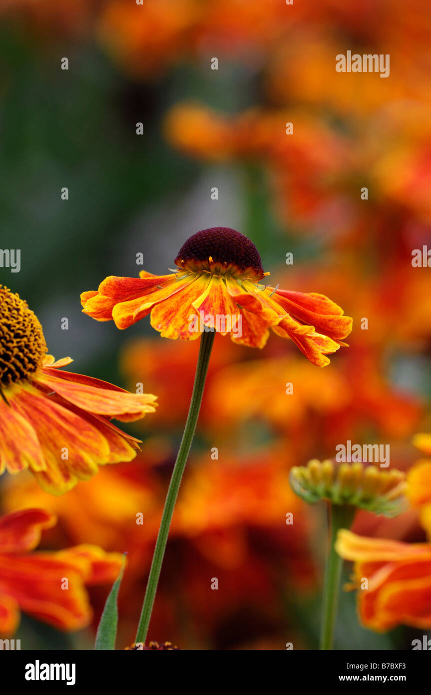 HELENIUM WALDTRAUT Helen's flower Sneezeweed closeup close up macro ...