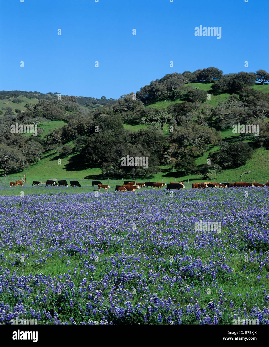 LUPIN fields and OAK woodlands with grazing CATTLE MONTEREY COUNTY ...
