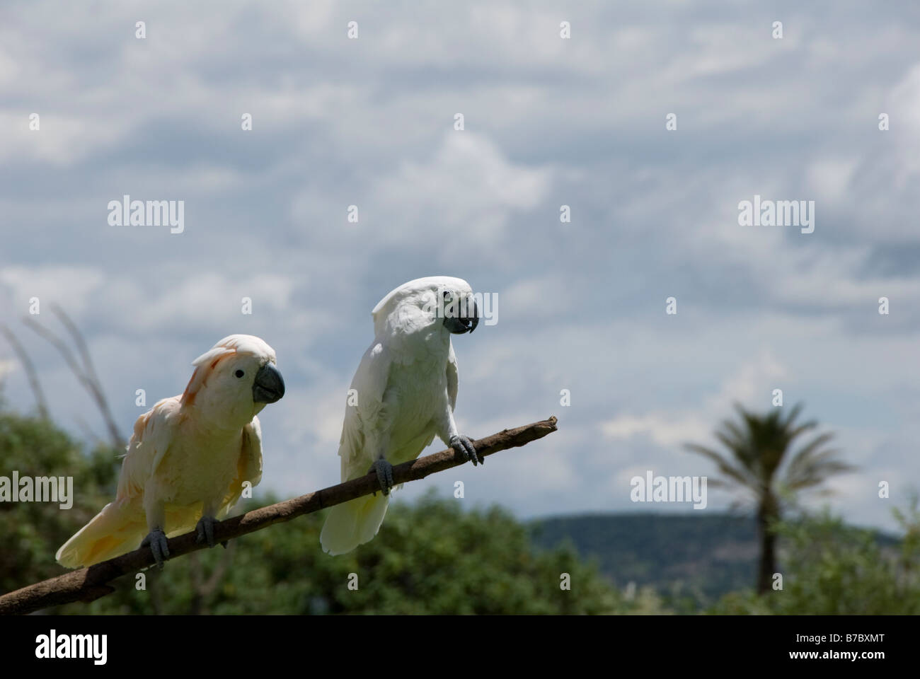 Parrots of mexico hi-res stock photography and images - Alamy
