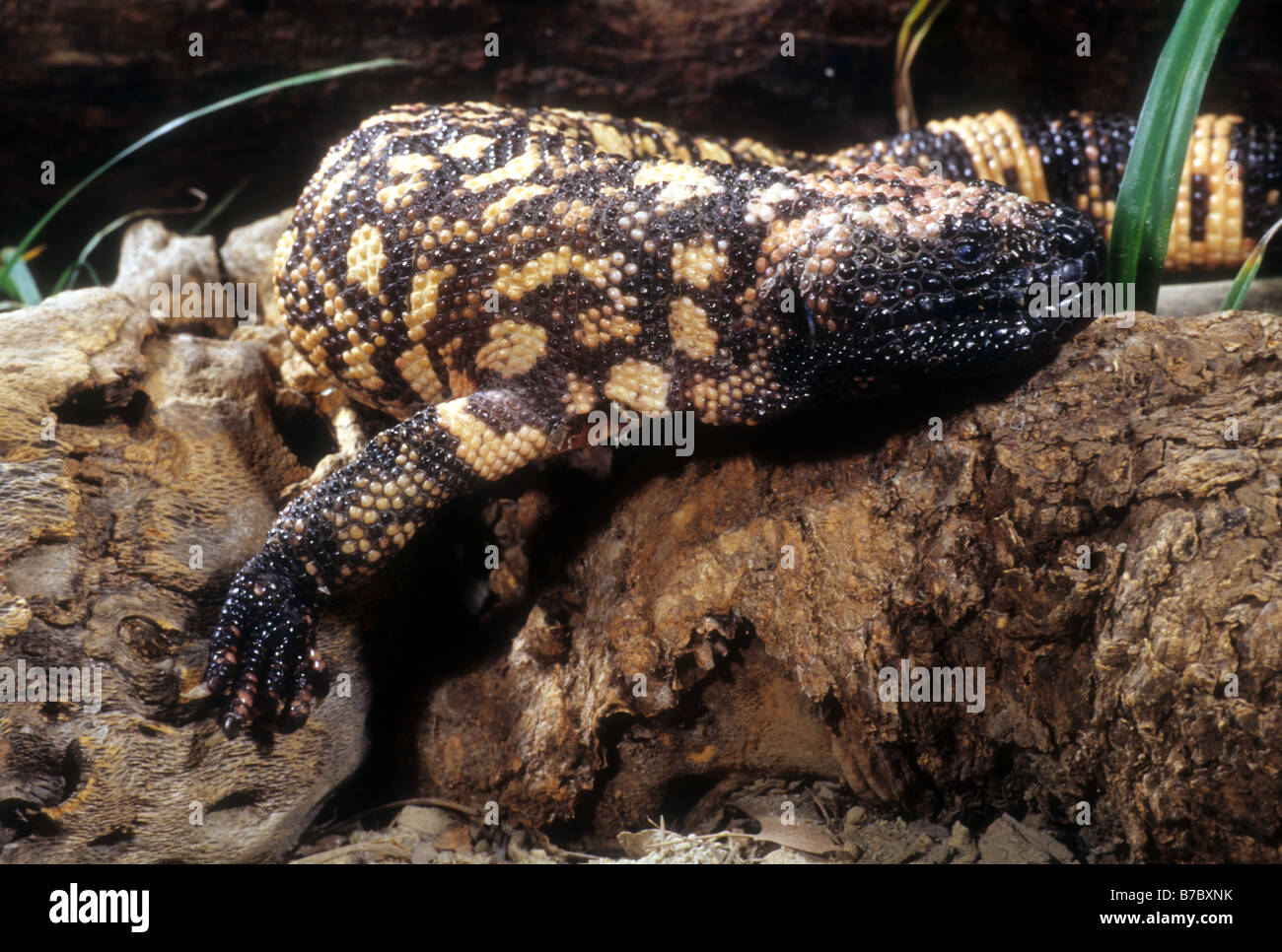 Helodermatidae hi-res stock photography and images - Alamy