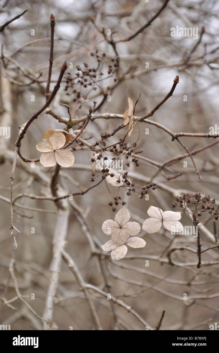 Chinese hydrangea (Hydrangea heteromalla Stock Photo - Alamy