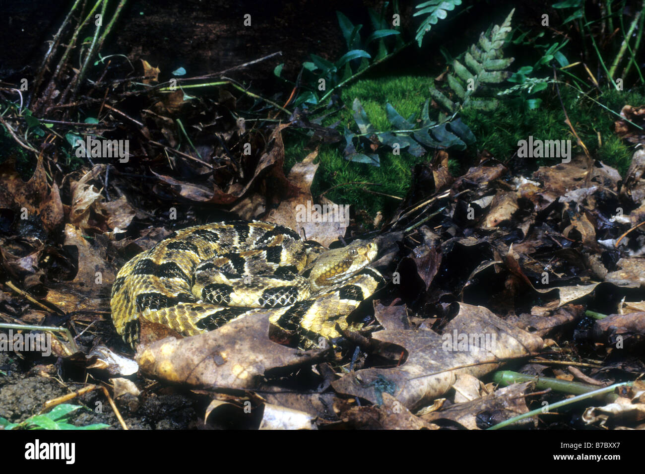 Canebreak Rattlesnake (Crotalus horridus atricaudatus Stock Photo - Alamy