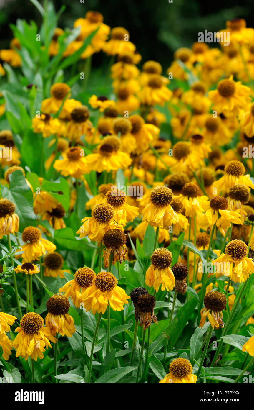 HELENIUM pipsqueak Helen's flower Sneezeweed closeup close up macro ...