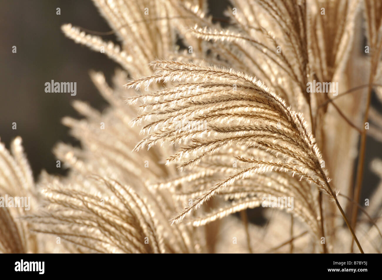 Chinese silver grass (Miscanthus sinensis 'Silberfeder' Stock Photo - Alamy