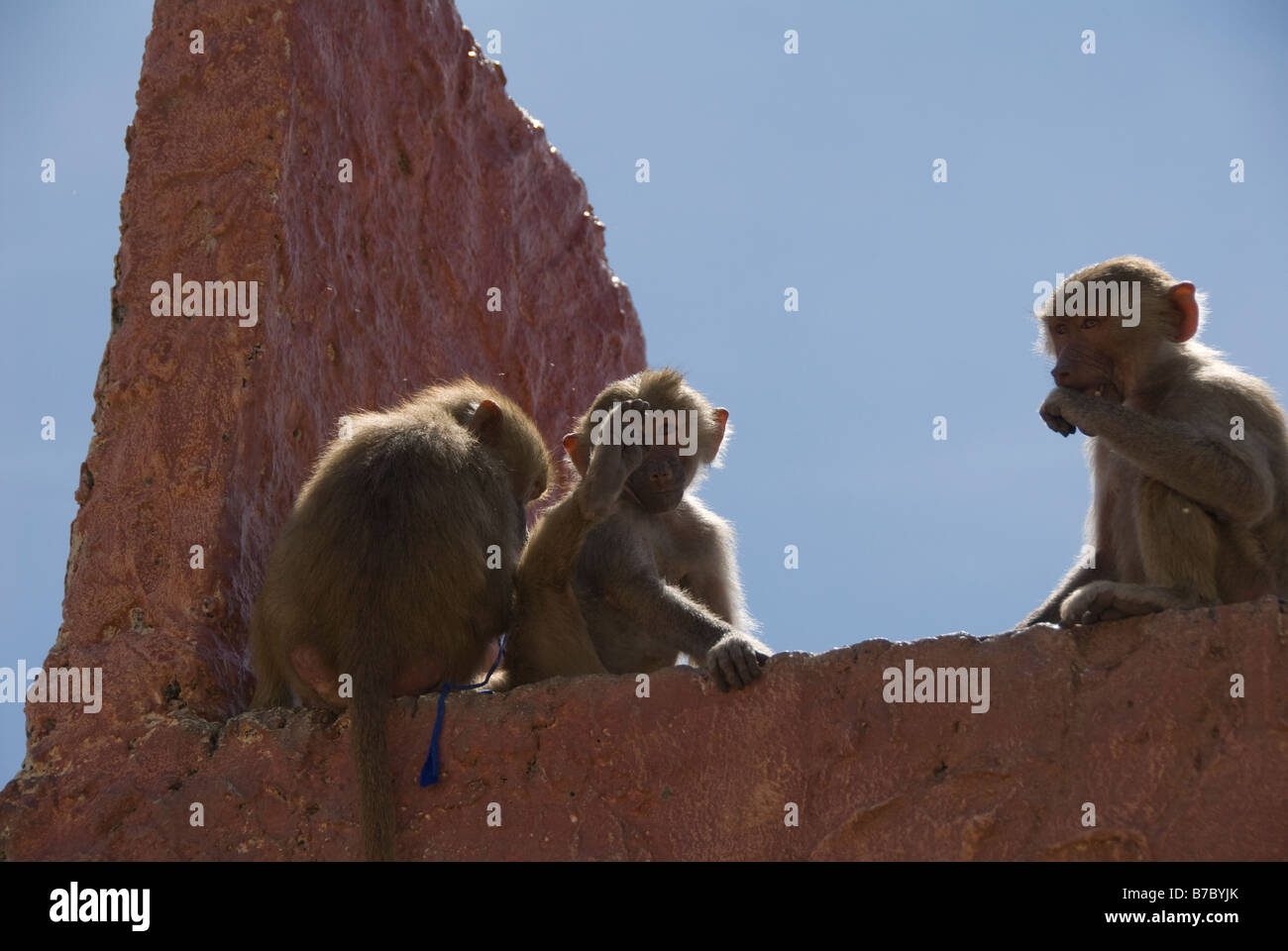 Place of the monkeys hi-res stock photography and images - Alamy