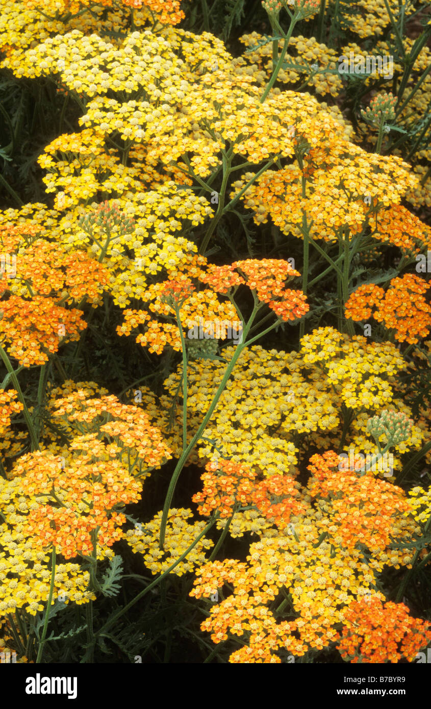 Inca gold hi-res stock photography and images - Alamy