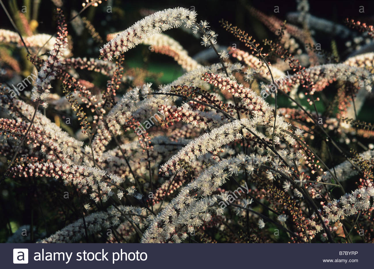 Cimicifuga Simplex Stock Photos & Cimicifuga Simplex Stock Images - Alamy