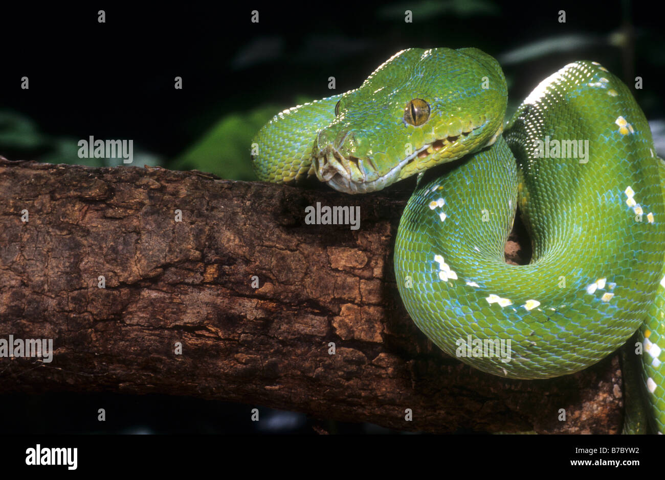Green Tree Python (Morelia Chondrophython viridis Stock Photo - Alamy