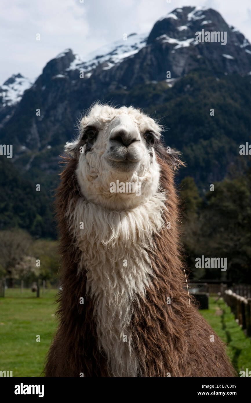 Llama head hi-res stock photography and images - Alamy