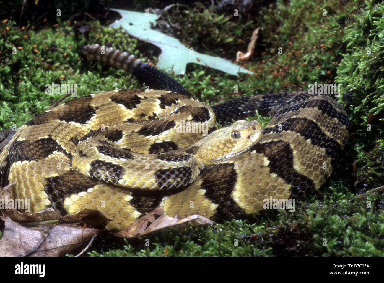 Timber Rattlesnake (Crotalus horridus Stock Photo - Alamy
