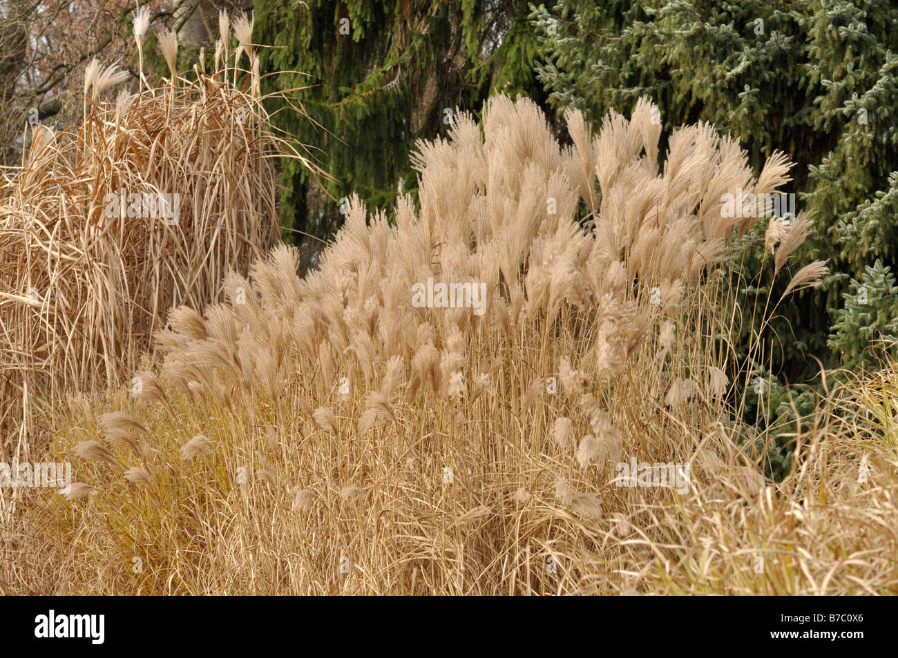 Chinese silver grass (Miscanthus sinensis 'Silberfeder' Stock Photo - Alamy