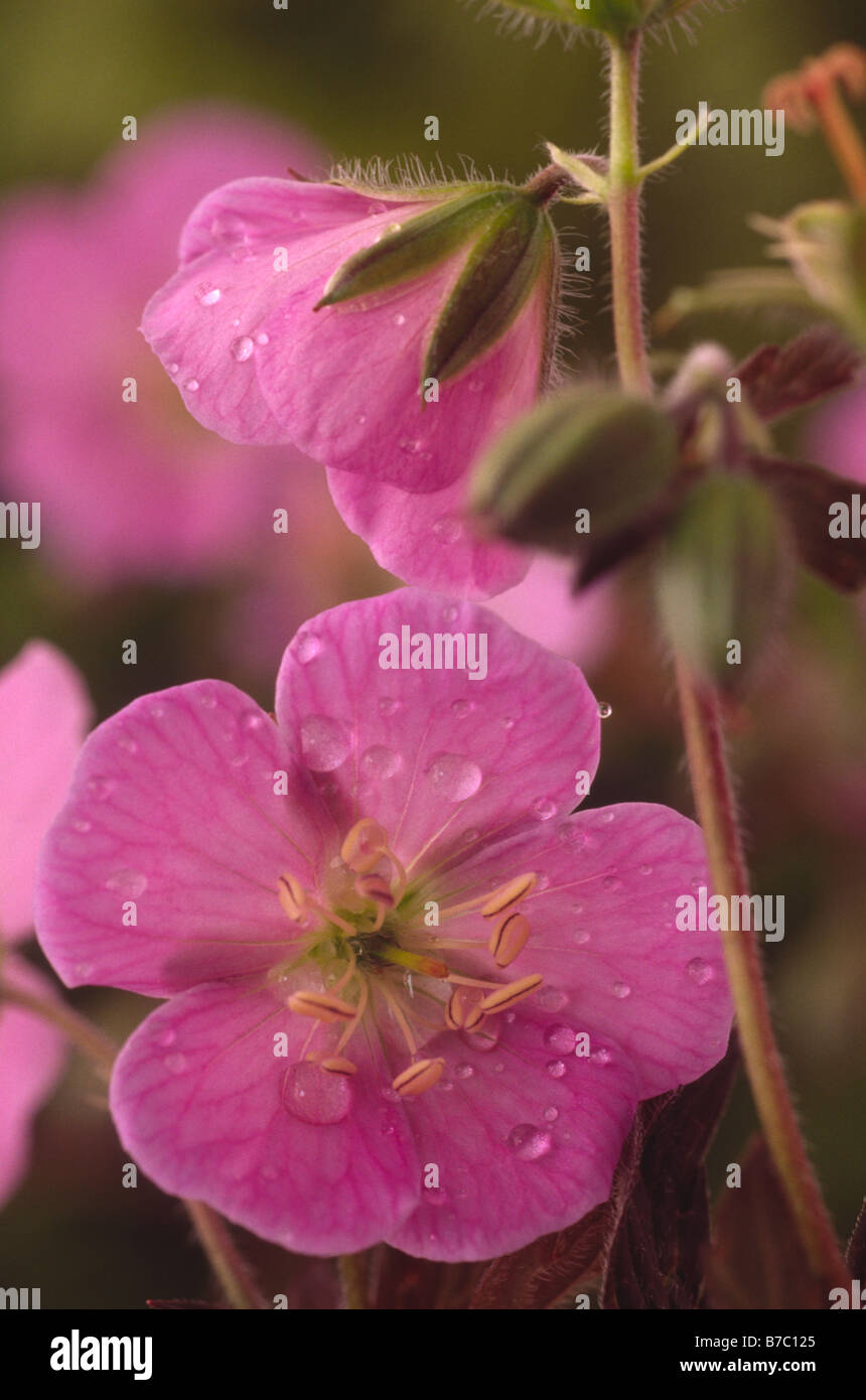 Geranium maculatum 'Elizabeth Ann' AGM (Cranesbill Stock Photo - Alamy