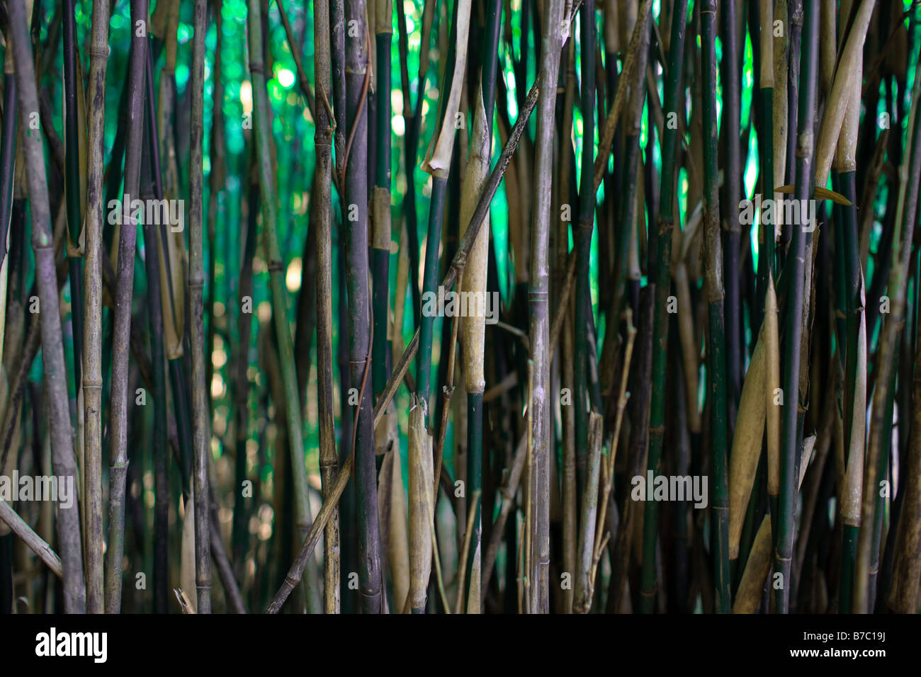 Bamboo stock image hi-res stock photography and images - Alamy