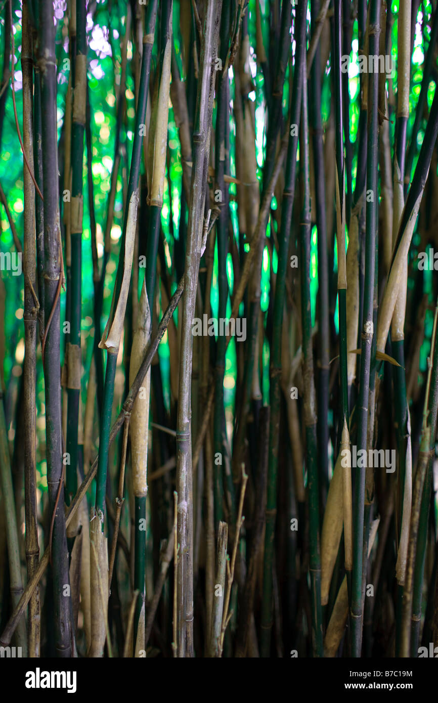 a stock image of bamboo Stock Photo - Alamy