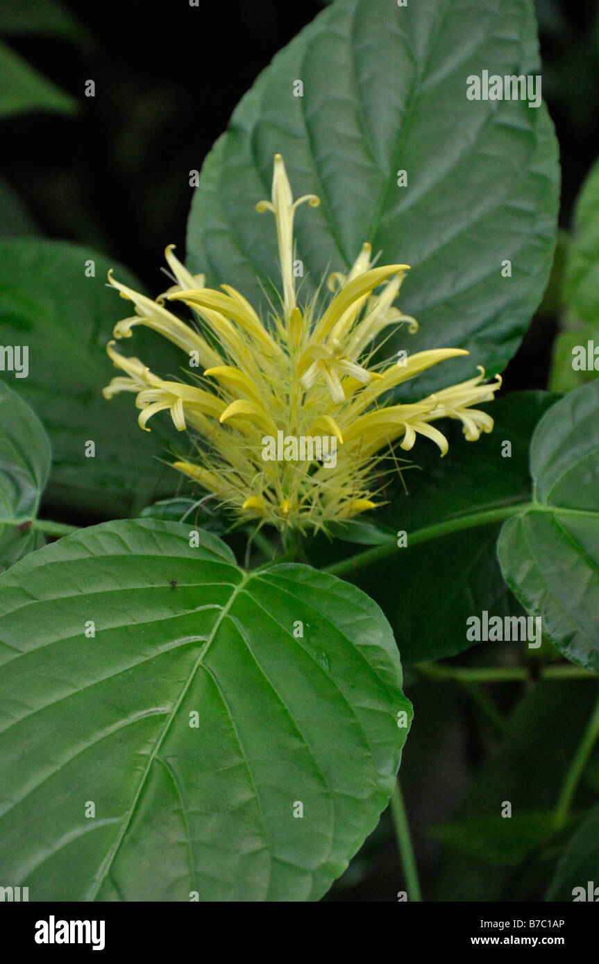 Golden plume hi-res stock photography and images - Alamy