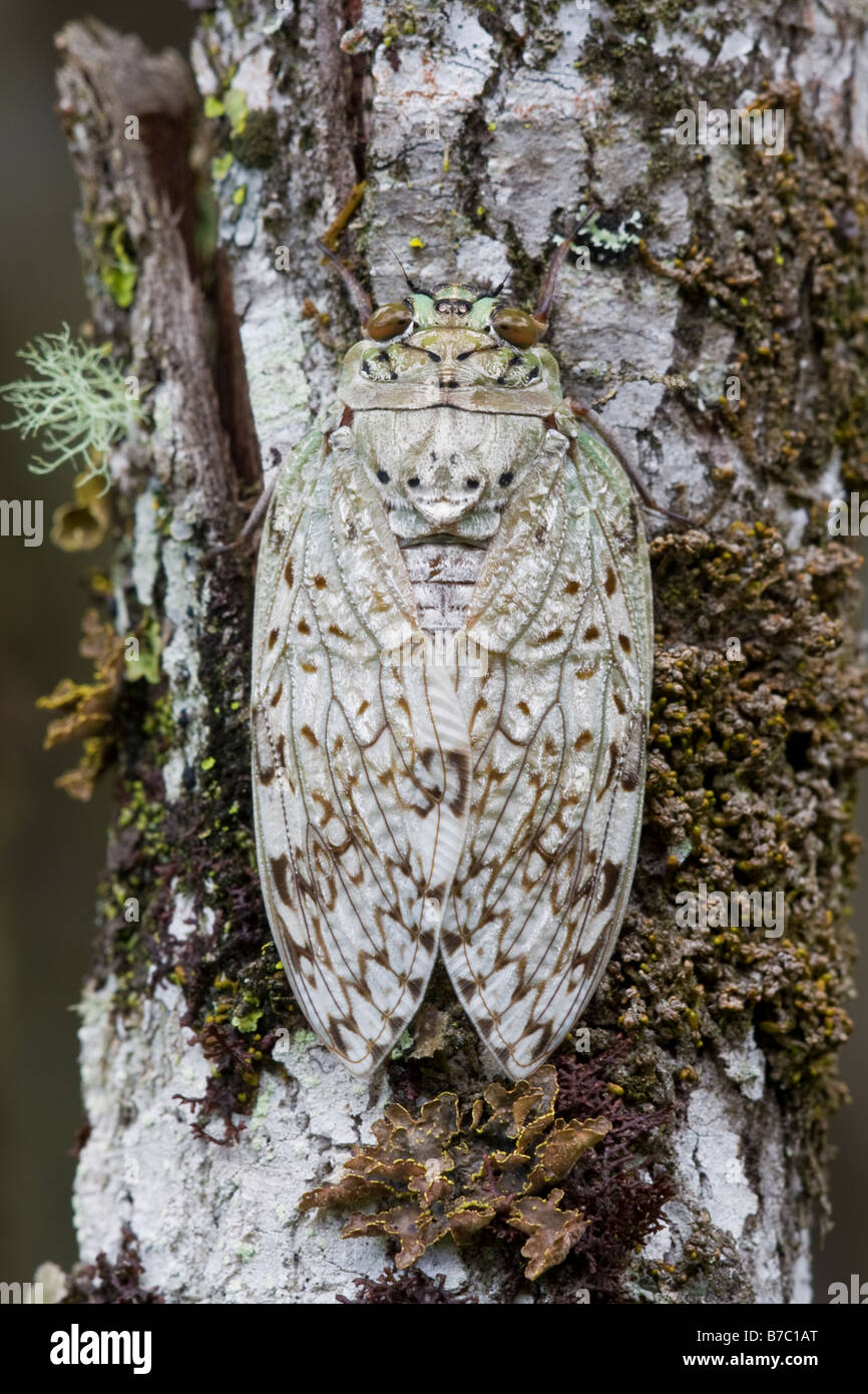 Cicada madagascar hi-res stock photography and images - Alamy