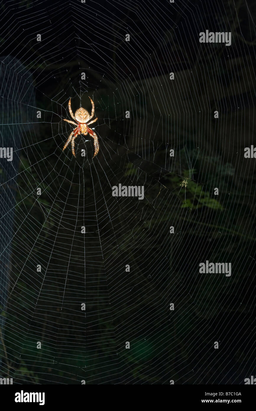 A stock photograph of a spider in a web Stock Photo - Alamy