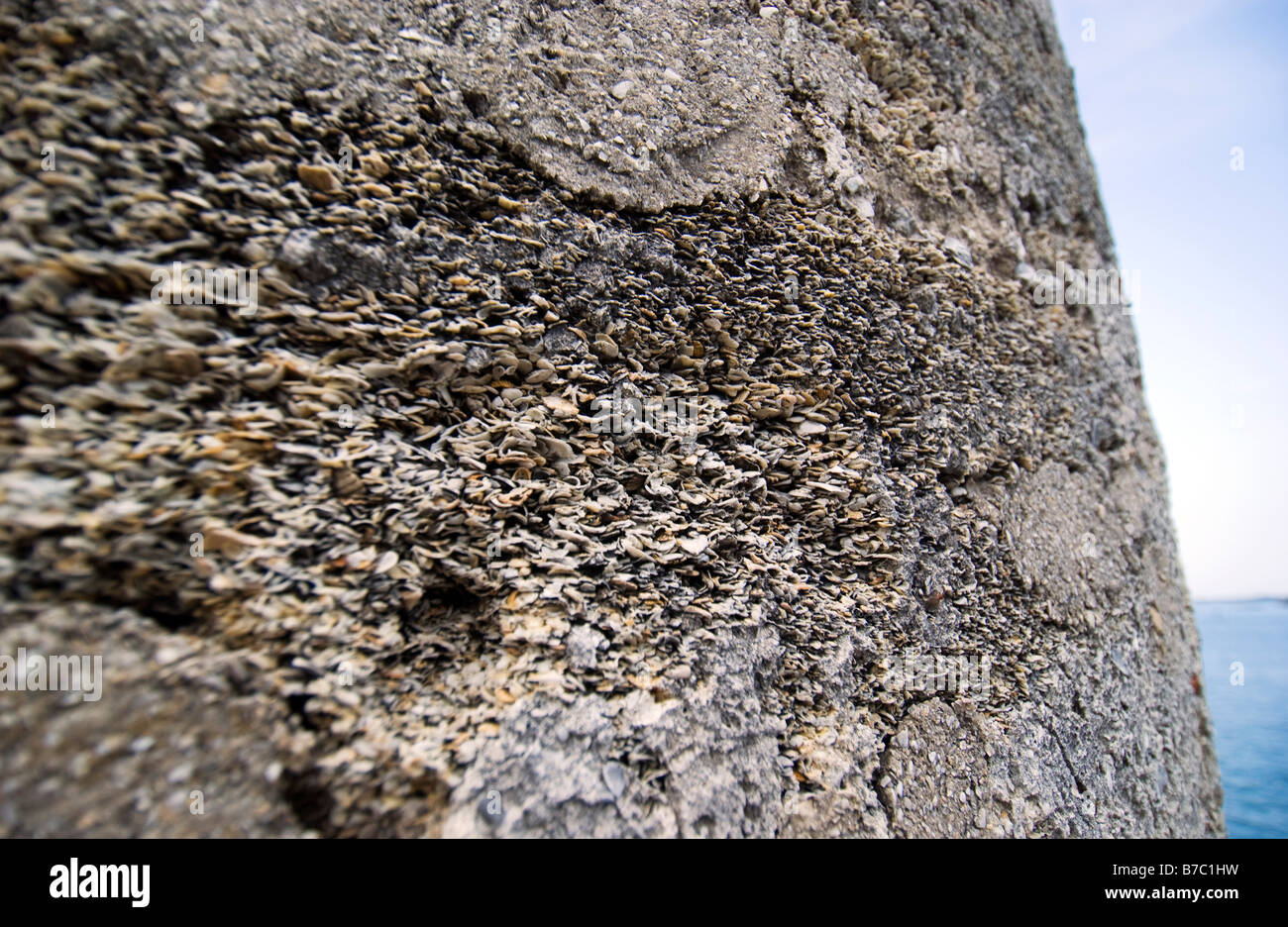 Coquina, stone made from shells, was used to construct Castillo de San ...