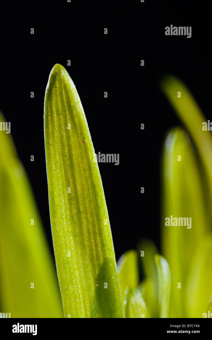 green blades of fresh grass Stock Photo - Alamy