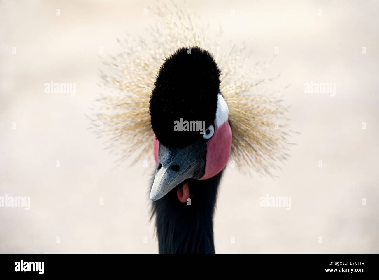 Black Crowned Crane Stock Photo - Alamy