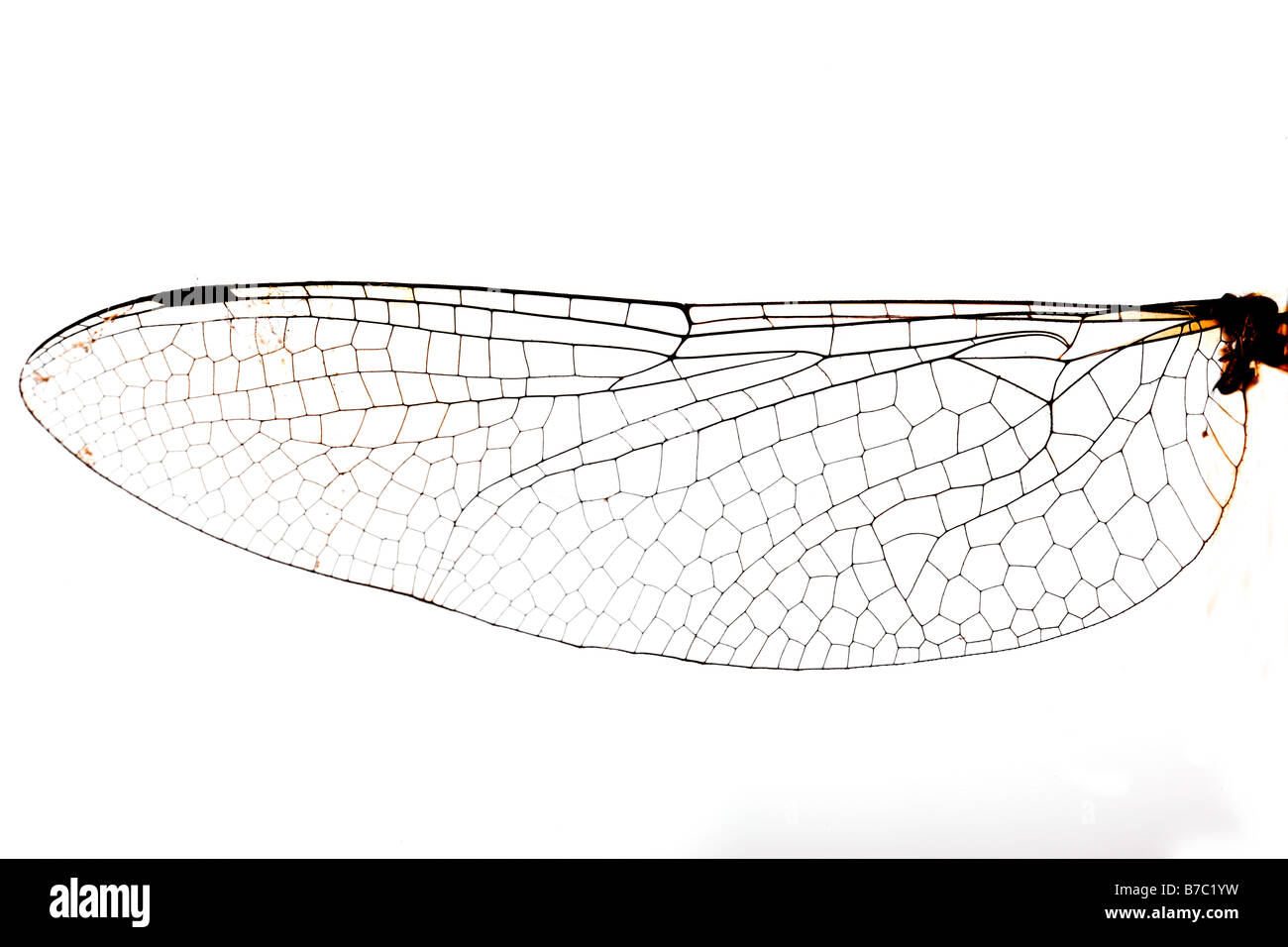 Close up photograph patterns Cut Out Stock Images & Pictures - Alamy