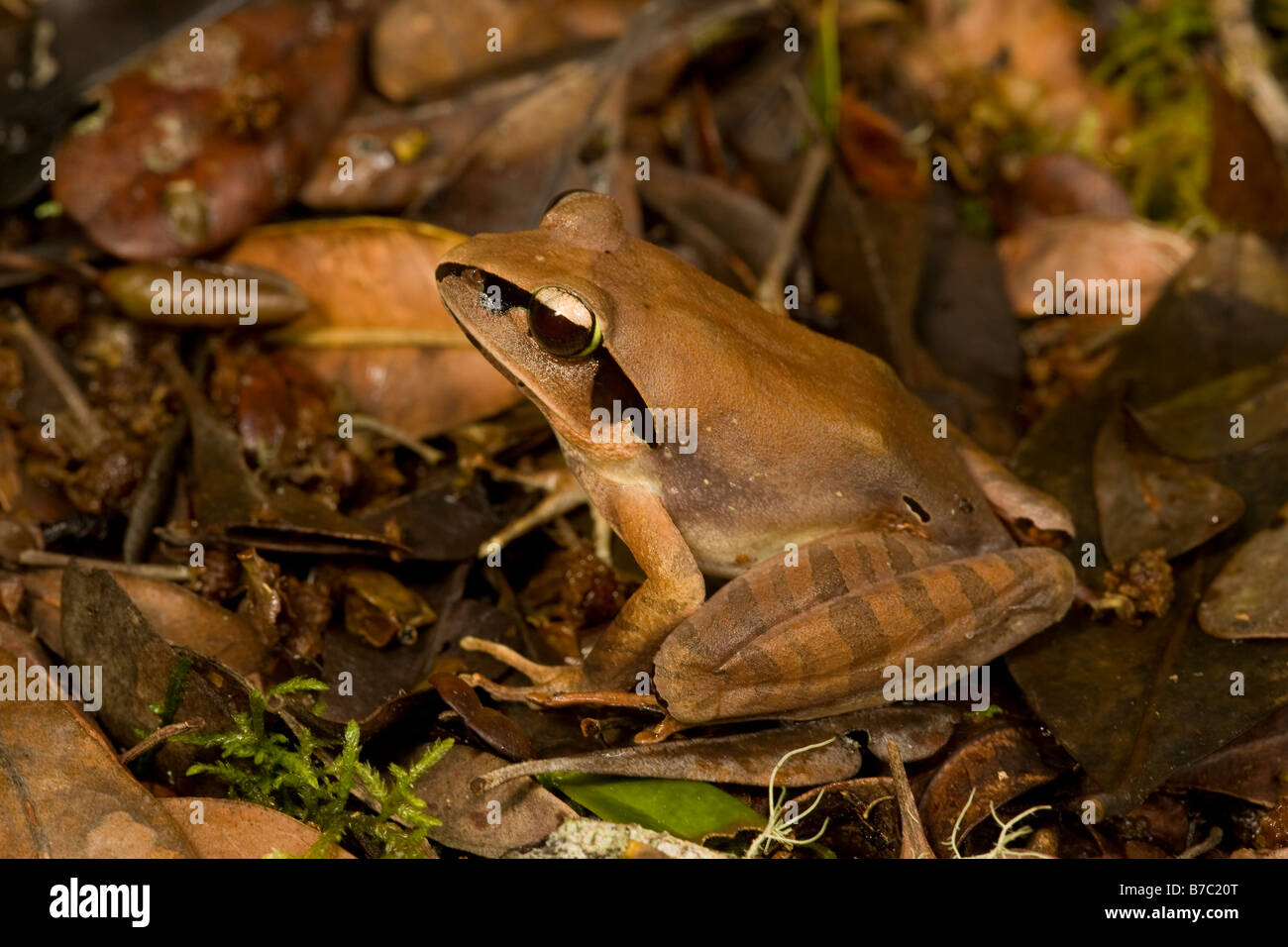 Frogs jumping hi-res stock photography and images - Alamy