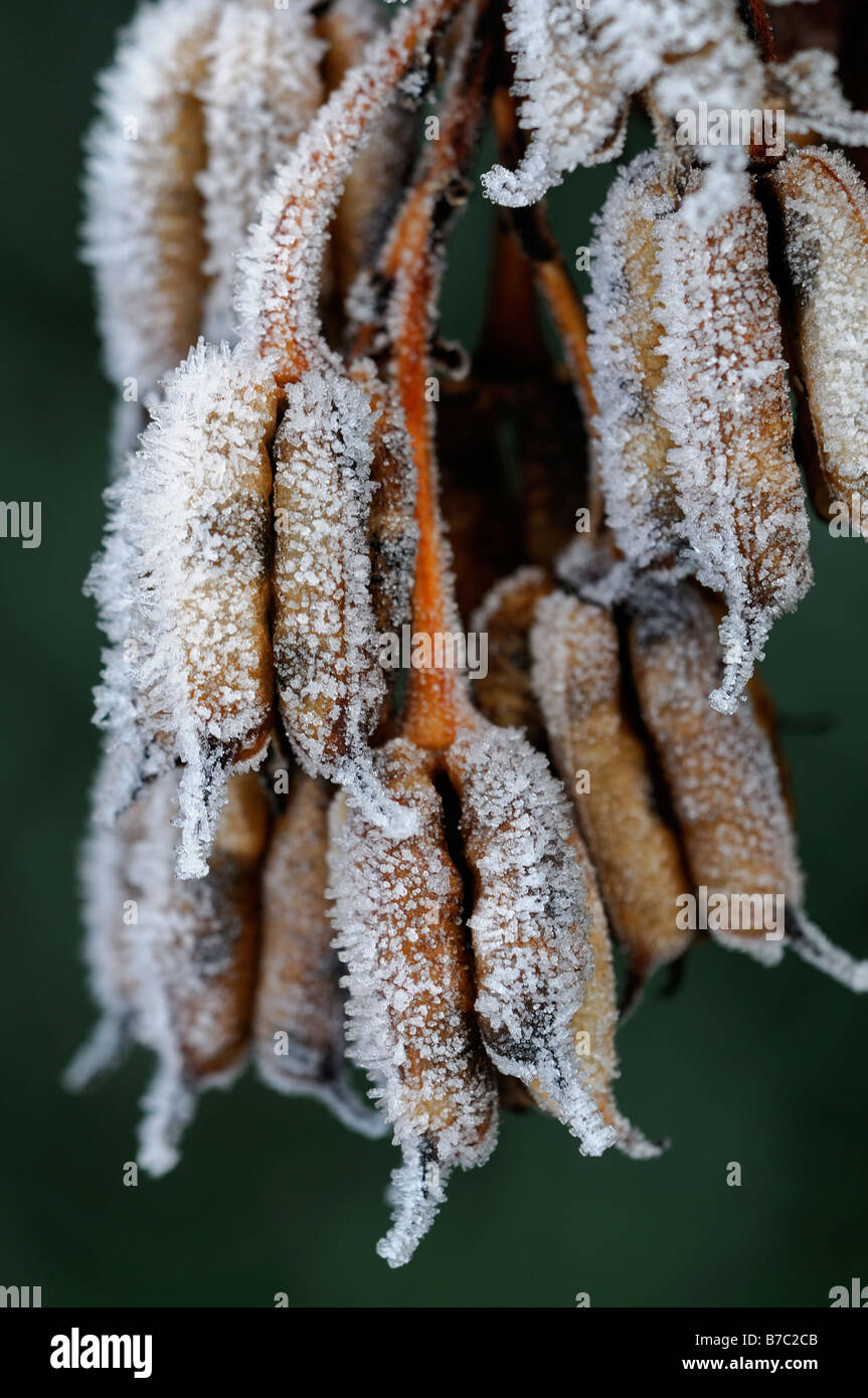 Aconitum blue monkshood brown seed pods stems covered with frost ...