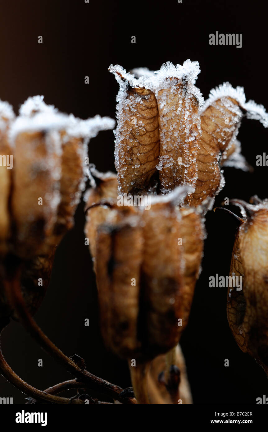 Aconitum blue monkshood brown seed pods stems covered with frost ...