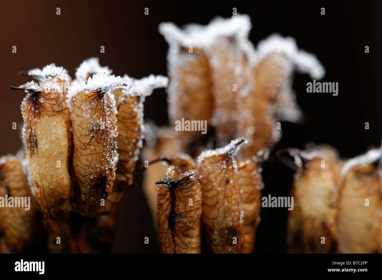 Aconitum blue monkshood brown seed pods stems covered with frost ...