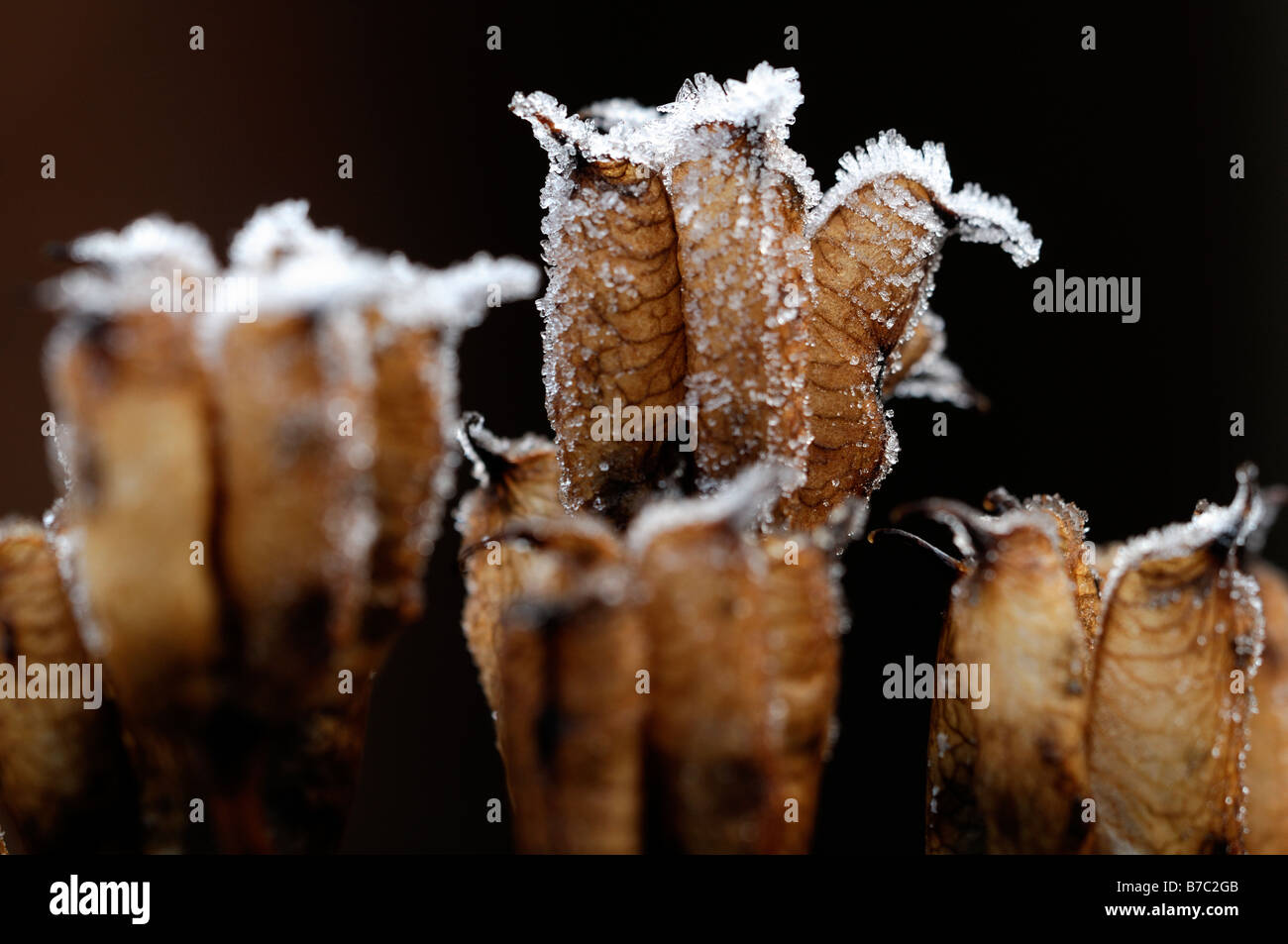 Aconitum blue monkshood brown seed pods stems covered with frost ...