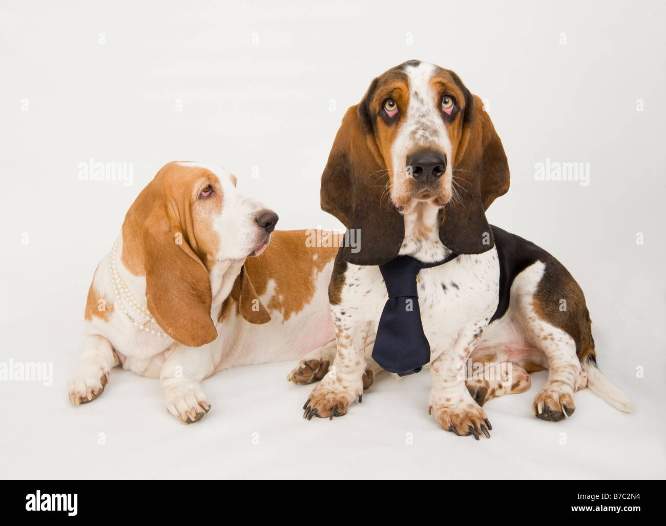 Pair of Basset Hounds Stock Photo - Alamy