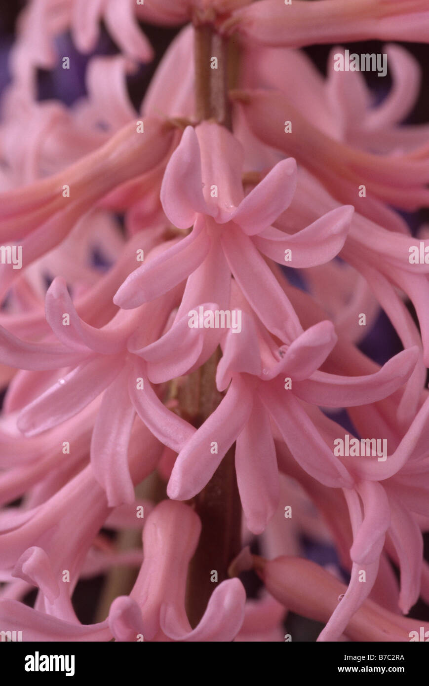 Hyacinthus orientalis 'Pink Festival' (Hyacinth) Multi-flora hyacinth ...
