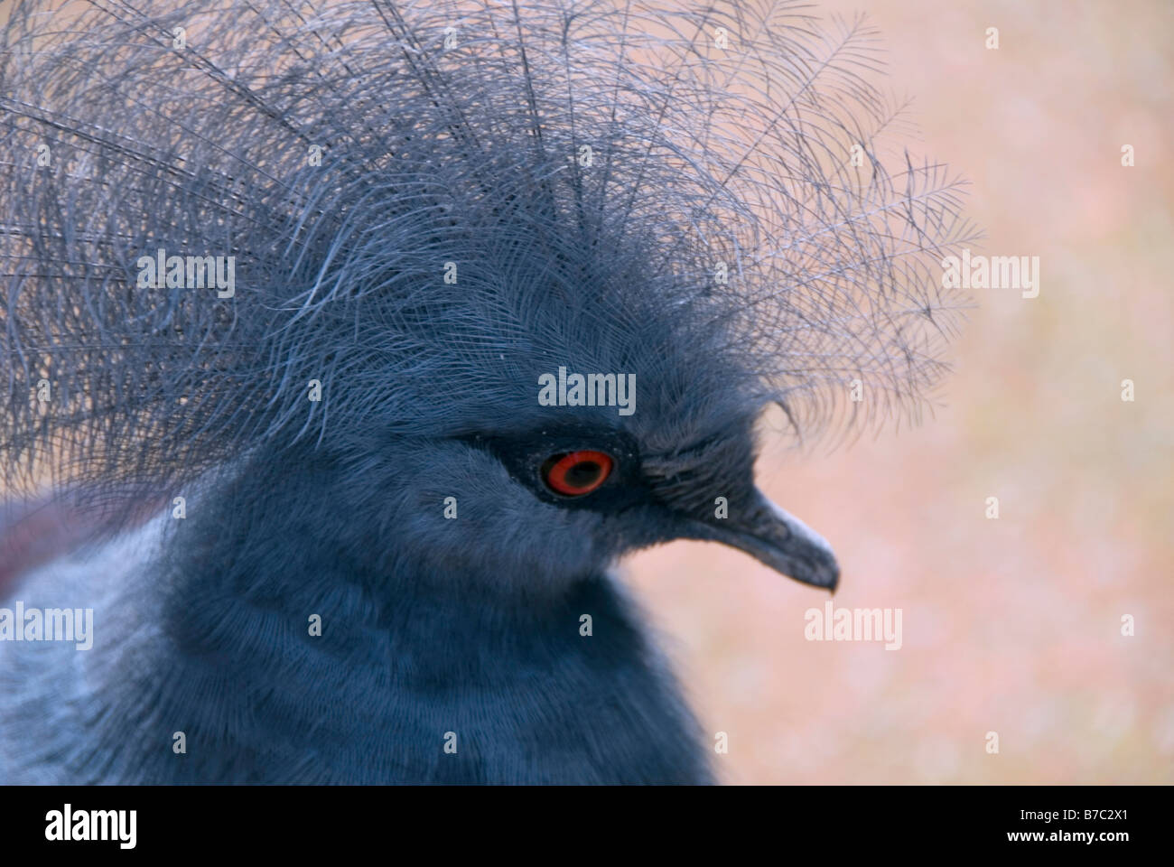 Common crowned pigeons hi-res stock photography and images - Alamy