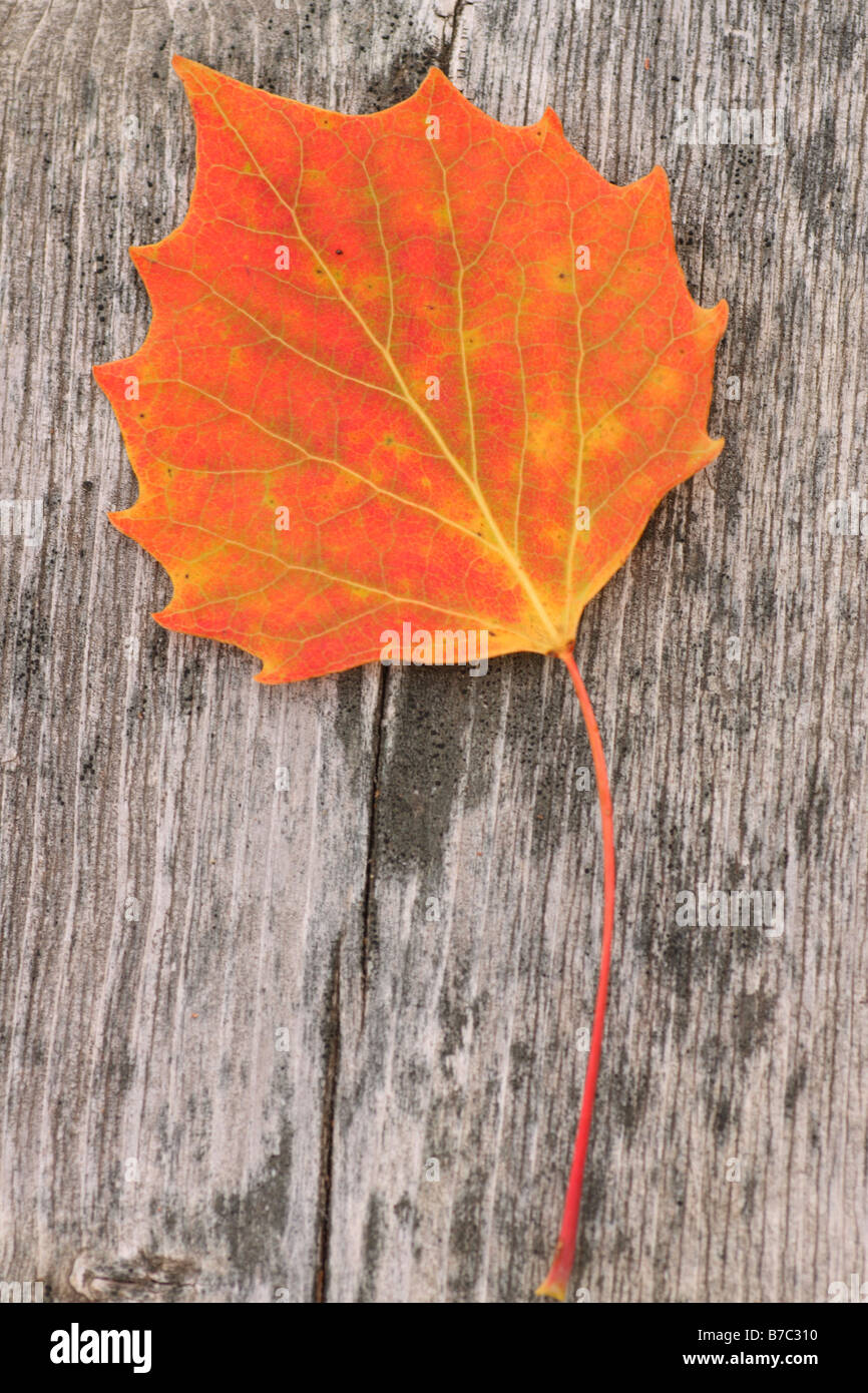 a poplar tree leaf in autumn color Stock Photo - Alamy