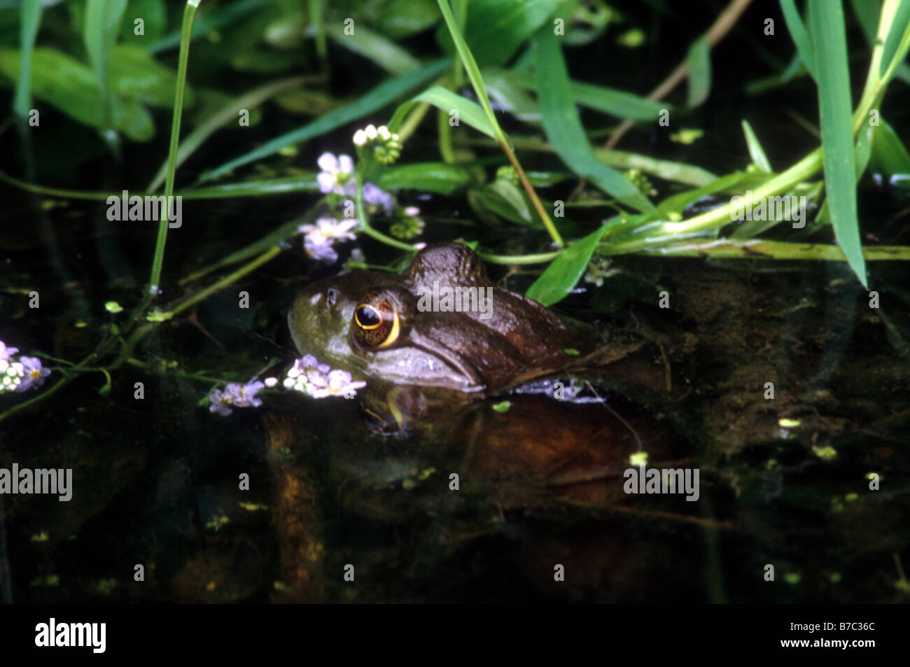 Green Frog (Rana clamitans melanota Stock Photo - Alamy