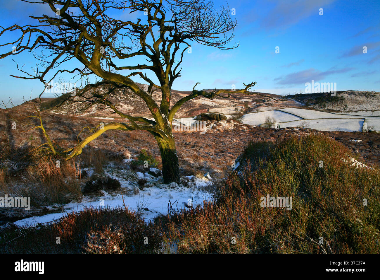 Tree & Heather at The Roaches Stock Photo - Alamy