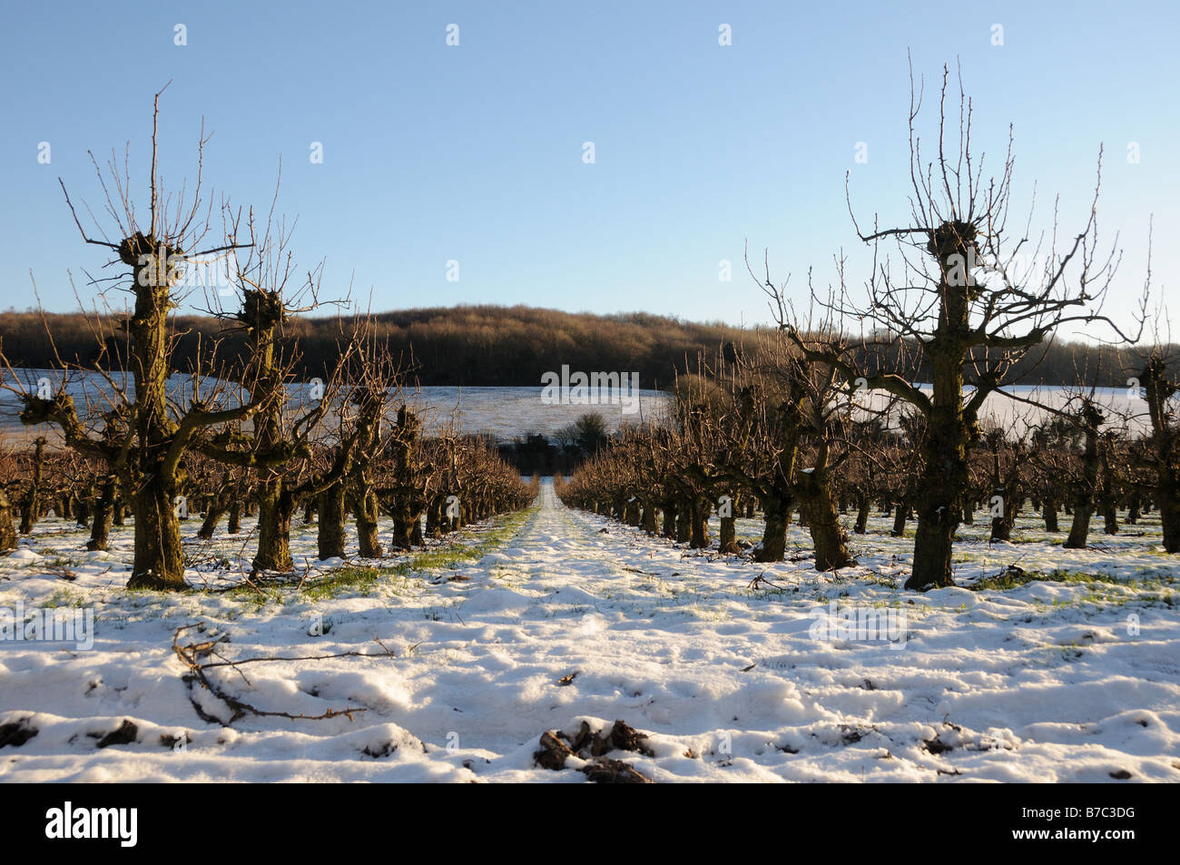 Pear Orchard in winter Stock Photo - Alamy