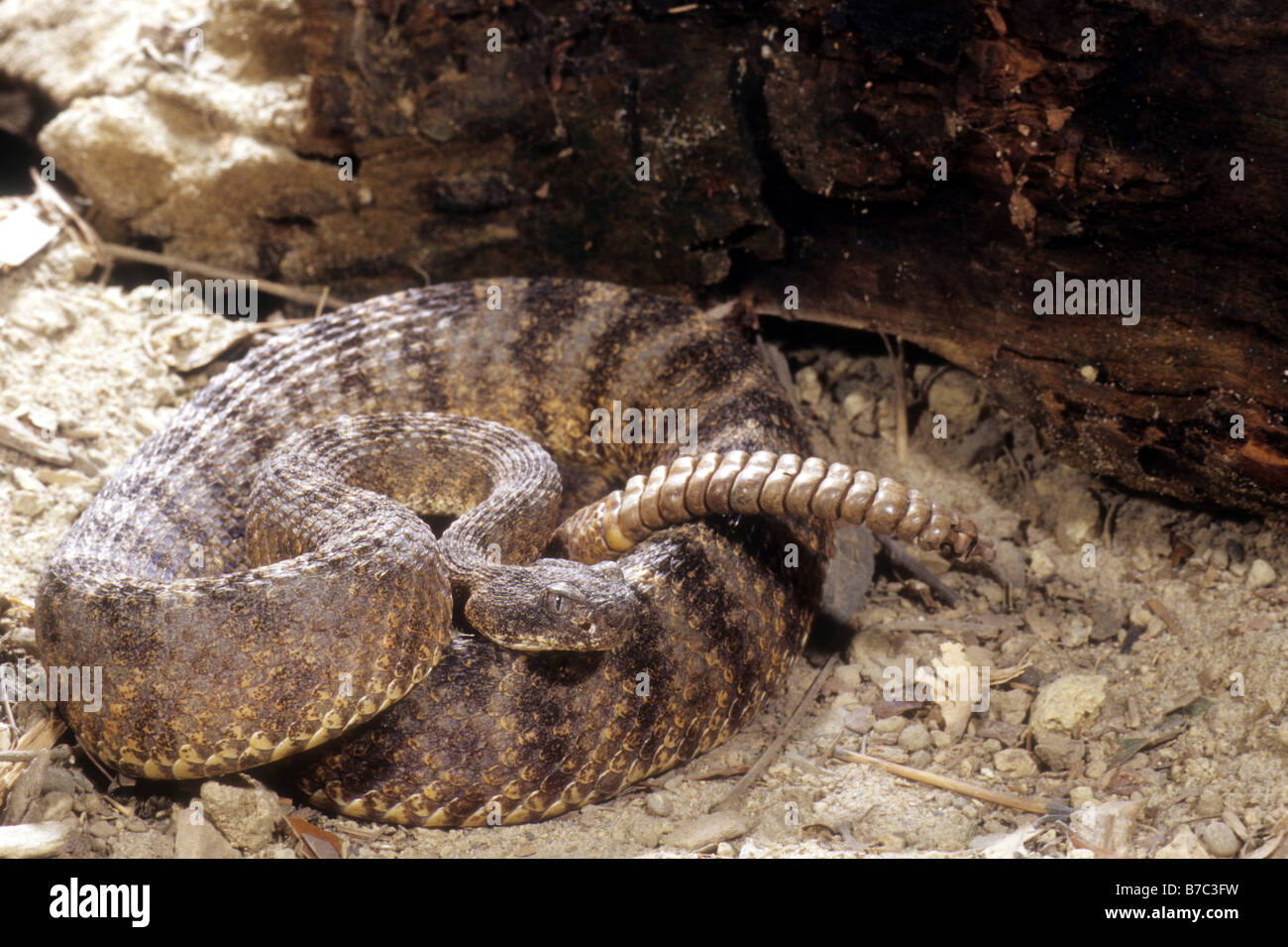 Tiger Rattlesnake (Crotalus tigris Stock Photo - Alamy