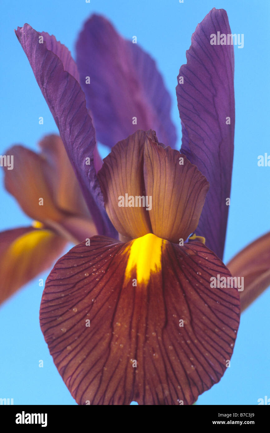 Iris 'Eye of Tiger' (Dutch iris Stock Photo - Alamy