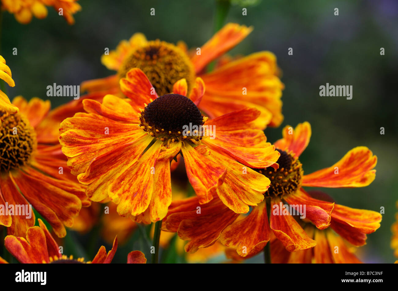 Helenium drift hi-res stock photography and images - Alamy
