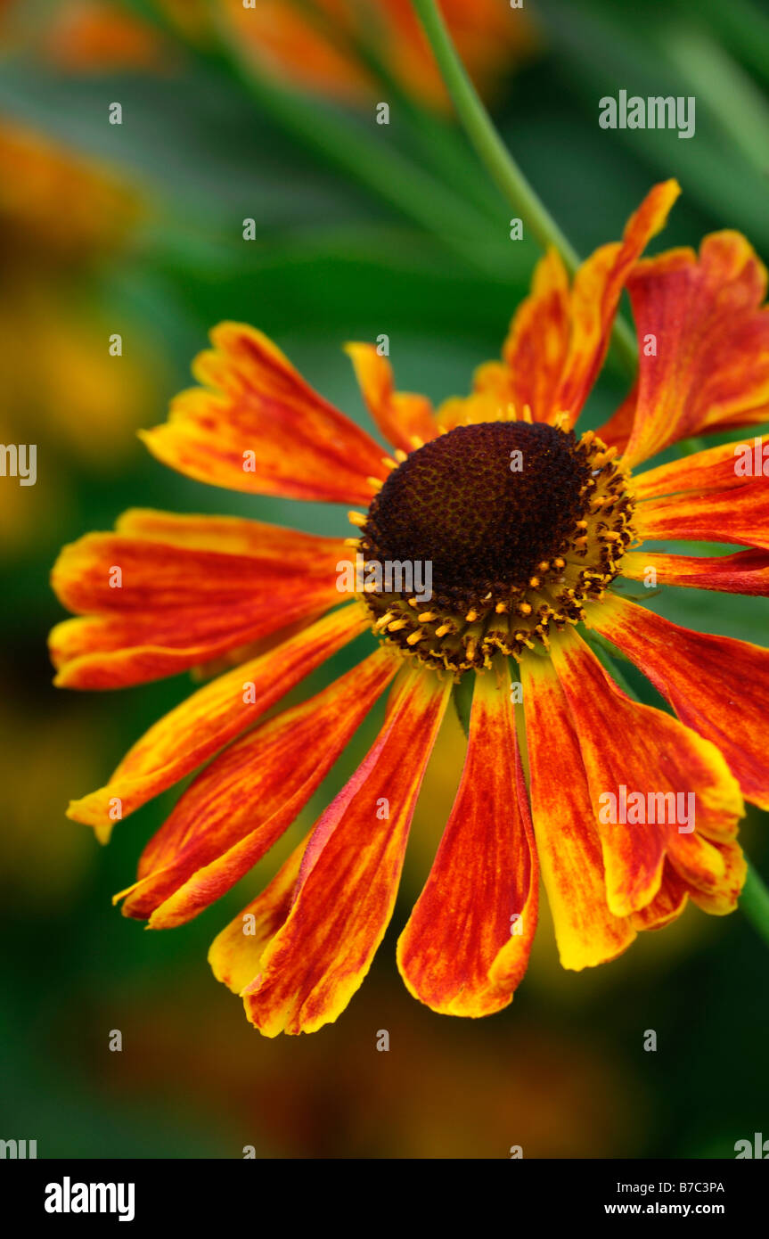 HELENIUM WALDTRAUT Helen's flower Sneezeweed closeup close up macro ...