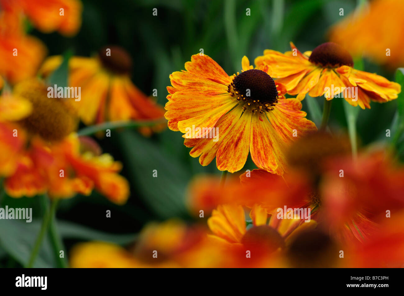 Helenium drift hi-res stock photography and images - Alamy