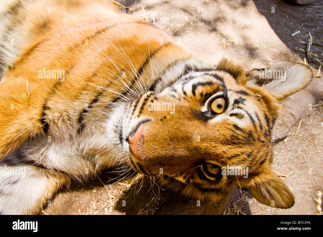 Old tiger hi-res stock photography and images - Alamy