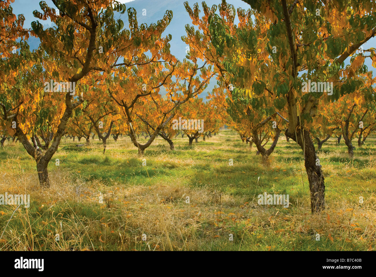 Peach Orchard High Resolution Stock Photography and Images - Alamy