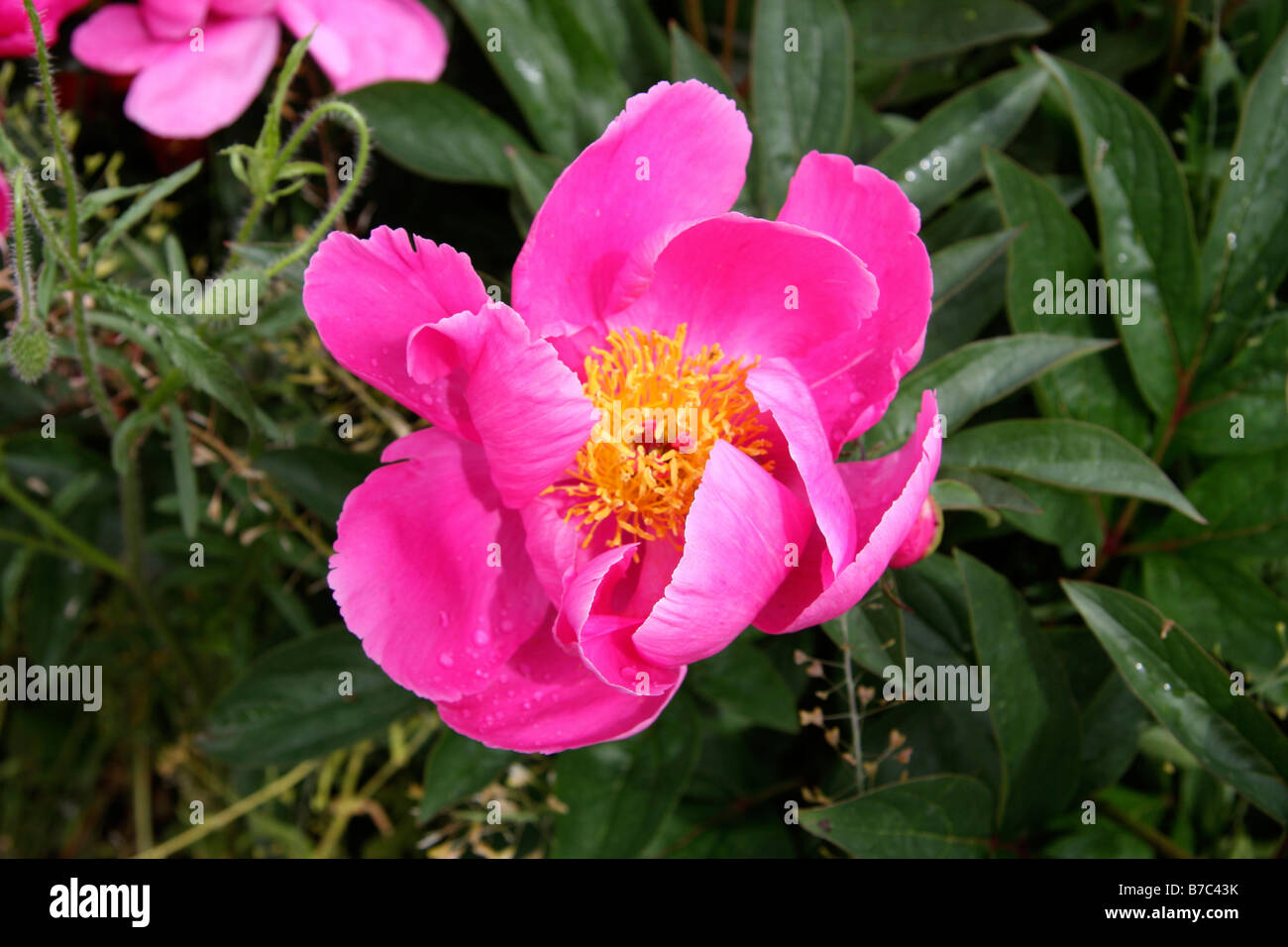 Peony tree hi-res stock photography and images - Alamy