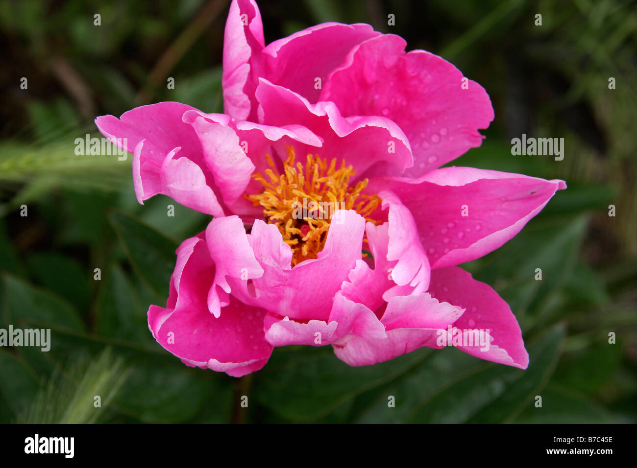 Tibetan tree peony hi-res stock photography and images - Alamy