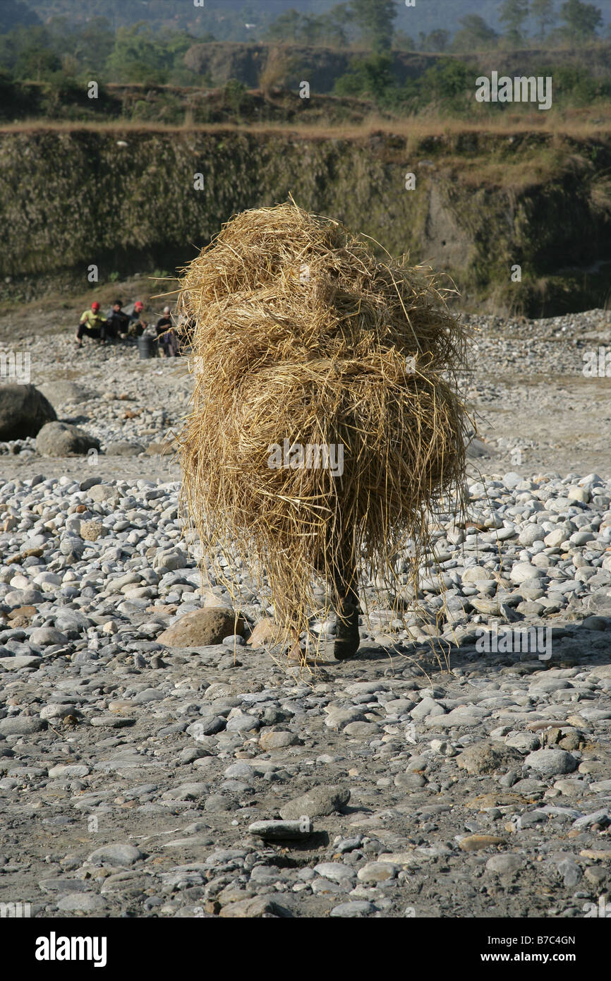 “man transporting hay” Stock Photo - Alamy